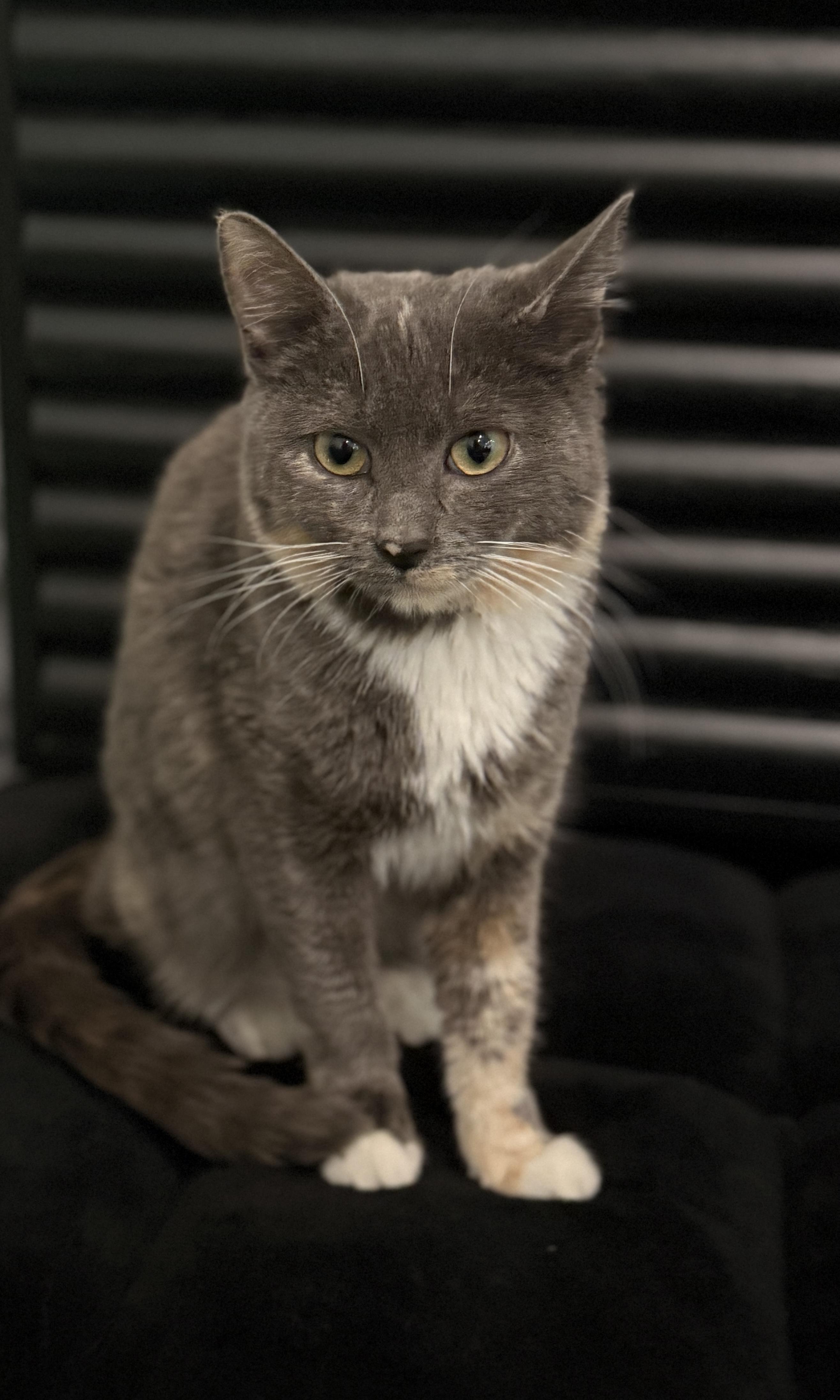 Blue - Adoptable Pet | Petfinder | Petfinder
