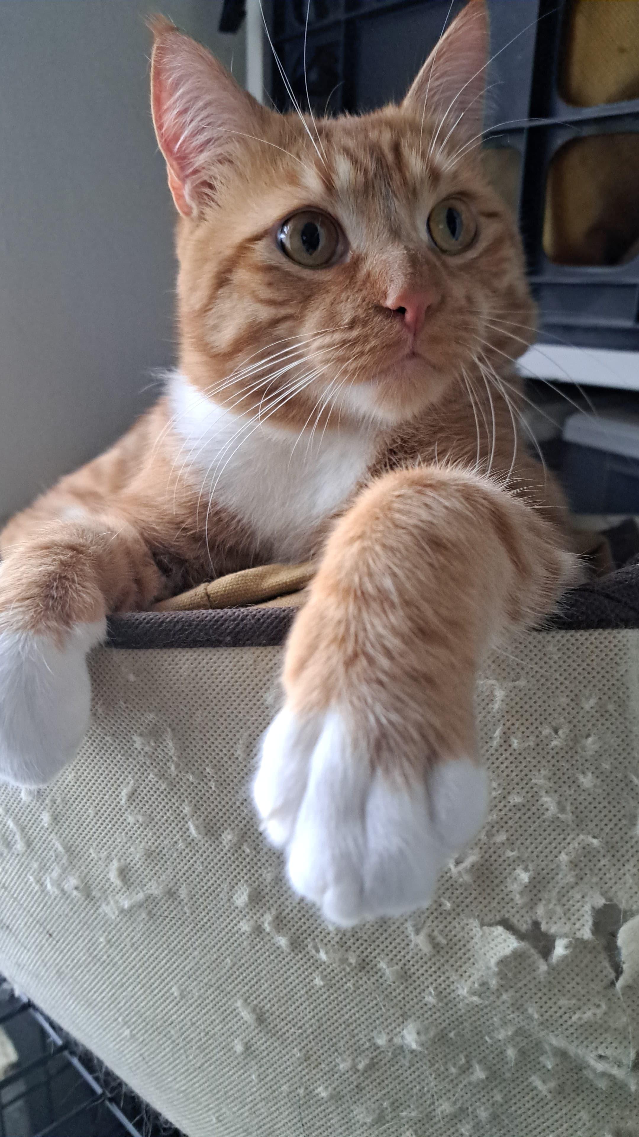 Cat for adoption - Kola, an American Shorthair in Brooklyn, NY | Petfinder