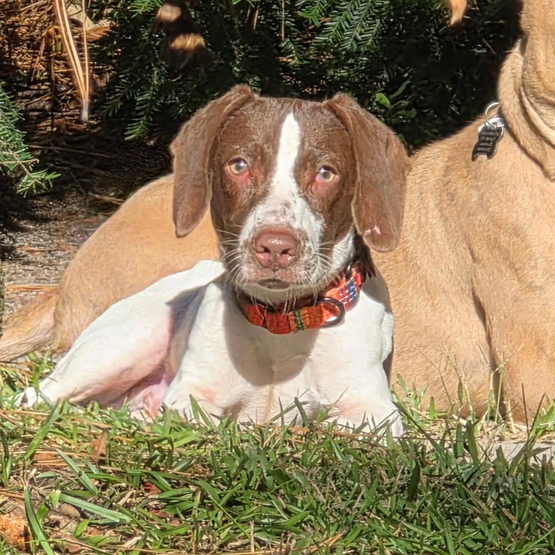 Dog for adoption - Niblet, a Beagle Mix in Pound, VA | Petfinder