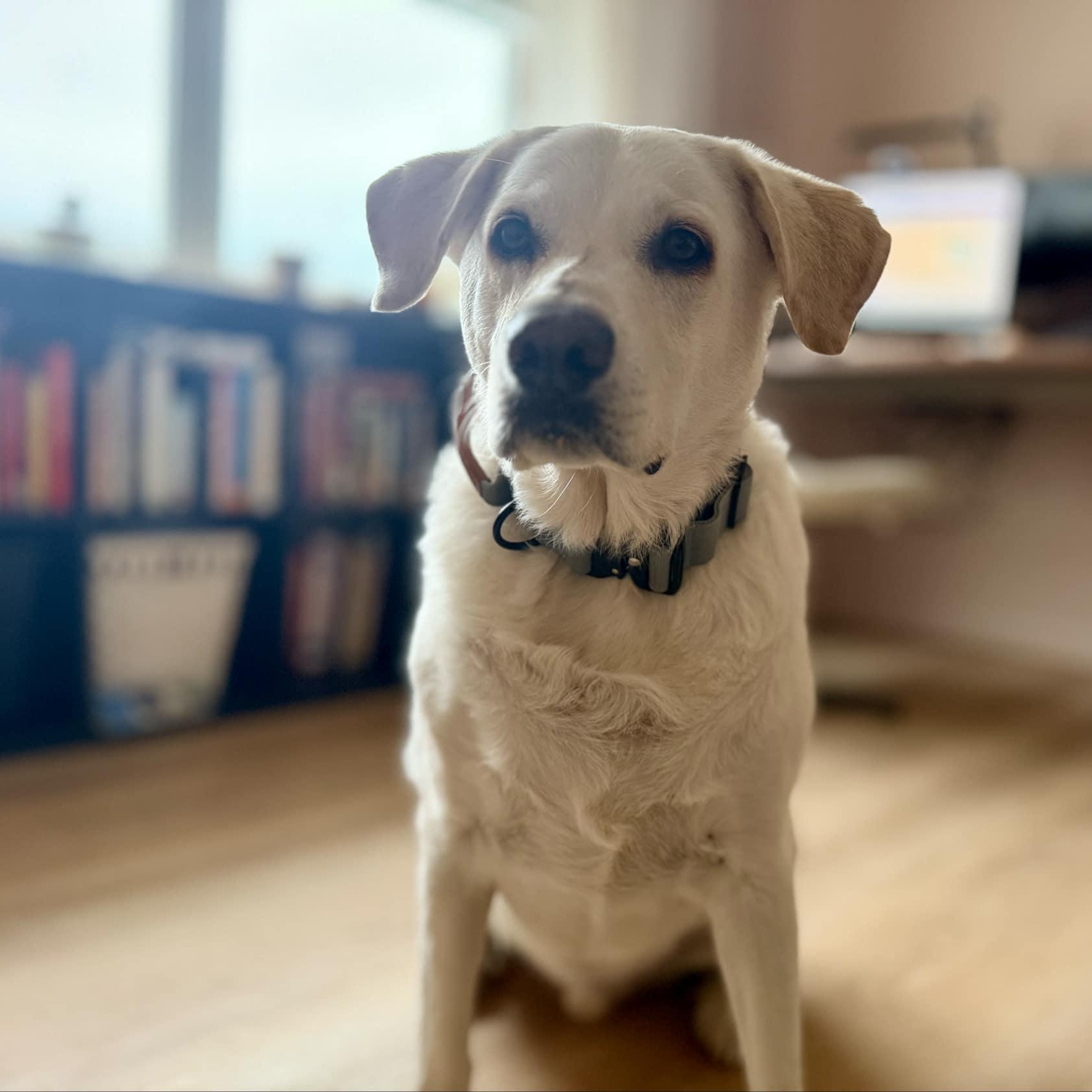 Dog for adoption - Charlie, a Labrador Retriever Mix in McHenry, IL ...