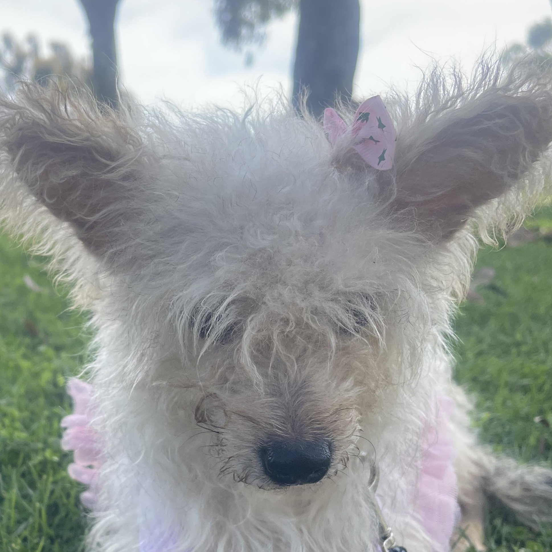 Dog for adoption - MILLY 4 yrs 12 lbs, a Cairn Terrier & Poodle (Toy ...