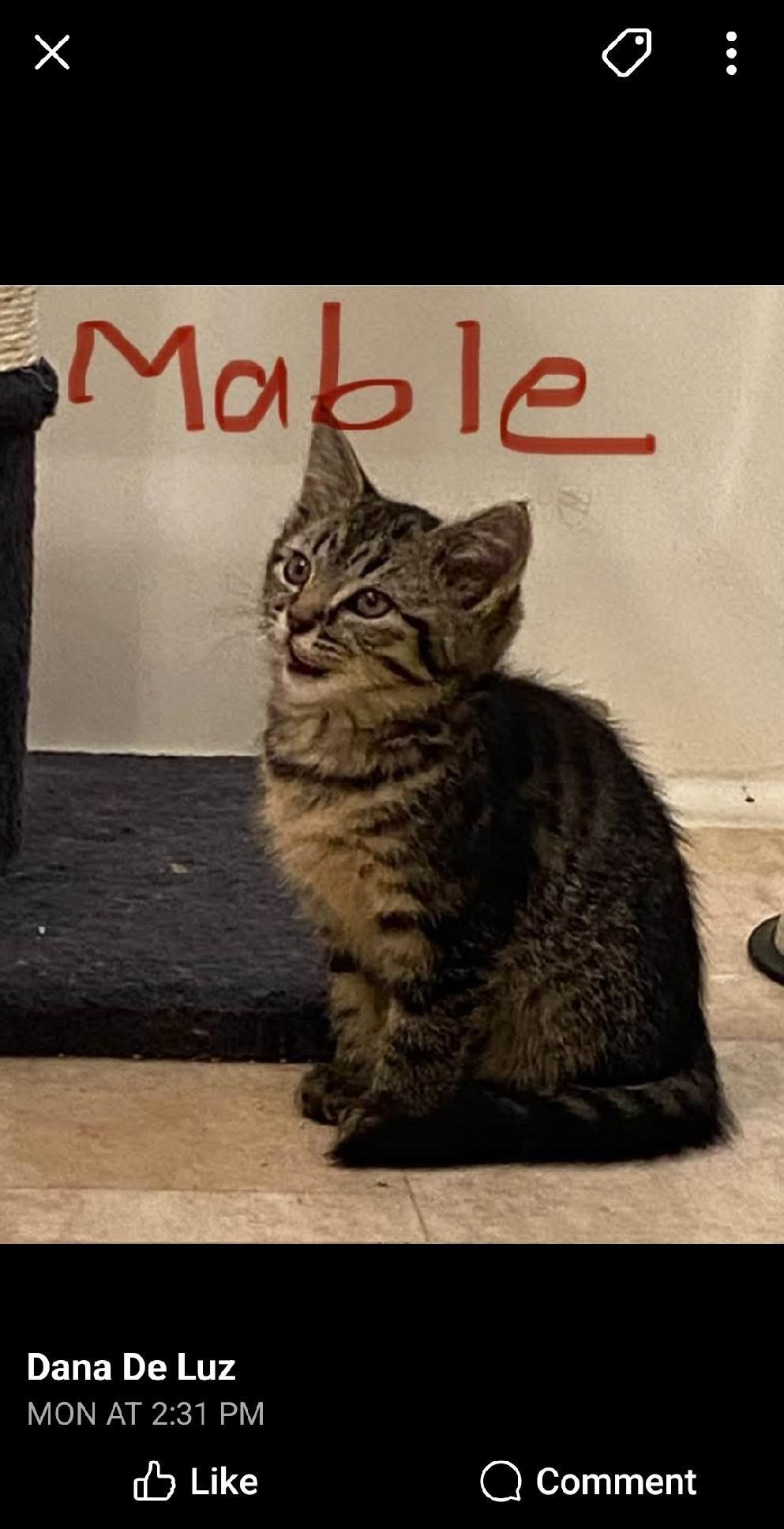 Cat for adoption - Mable, a Domestic Medium Hair in Chino valley, AZ ...