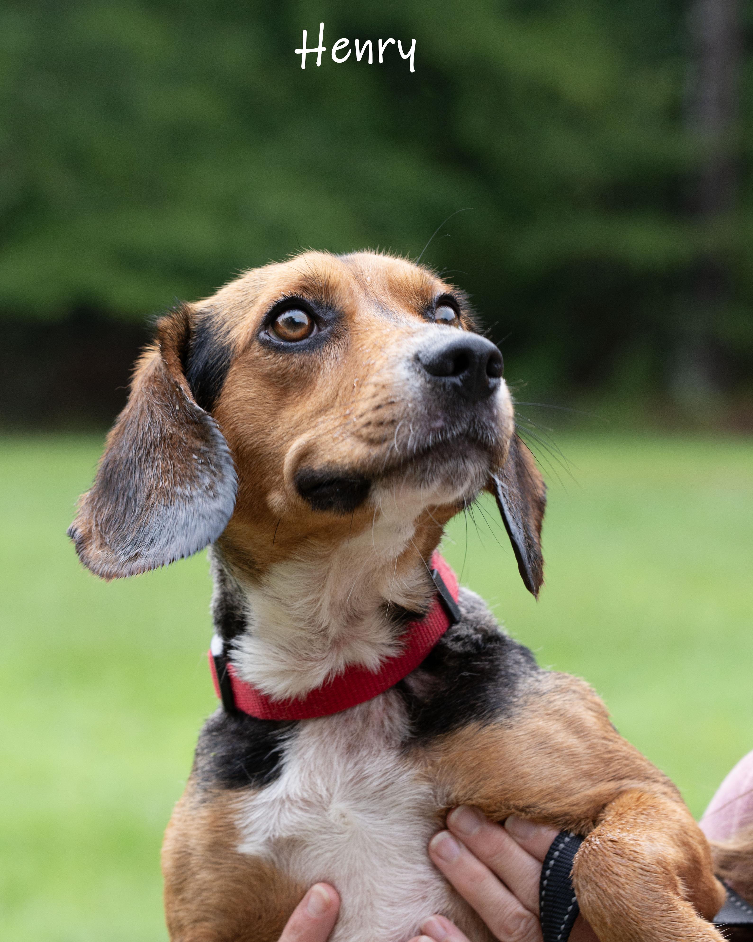 Dog for adoption - Henry, a Beagle in Bishop, GA | Petfinder