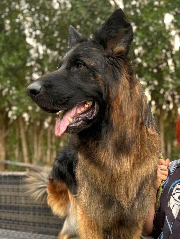 Dog for adoption - Khalu our Gentle German Shepherd, a German Shepherd ...