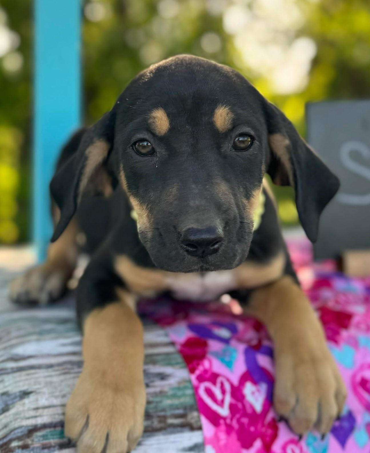 Dog for adoption - Sophia, a Shepherd Mix in Sanger, TX | Petfinder