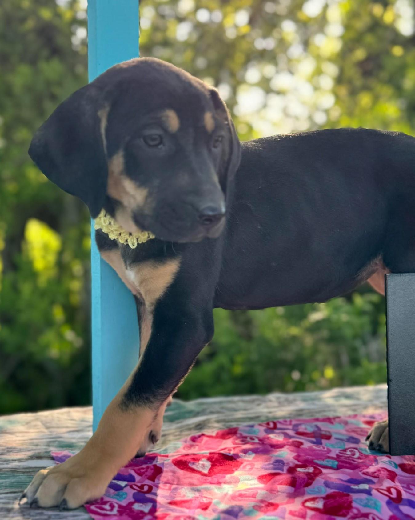 Dog for adoption - Sophia, a Shepherd Mix in Sanger, TX | Petfinder