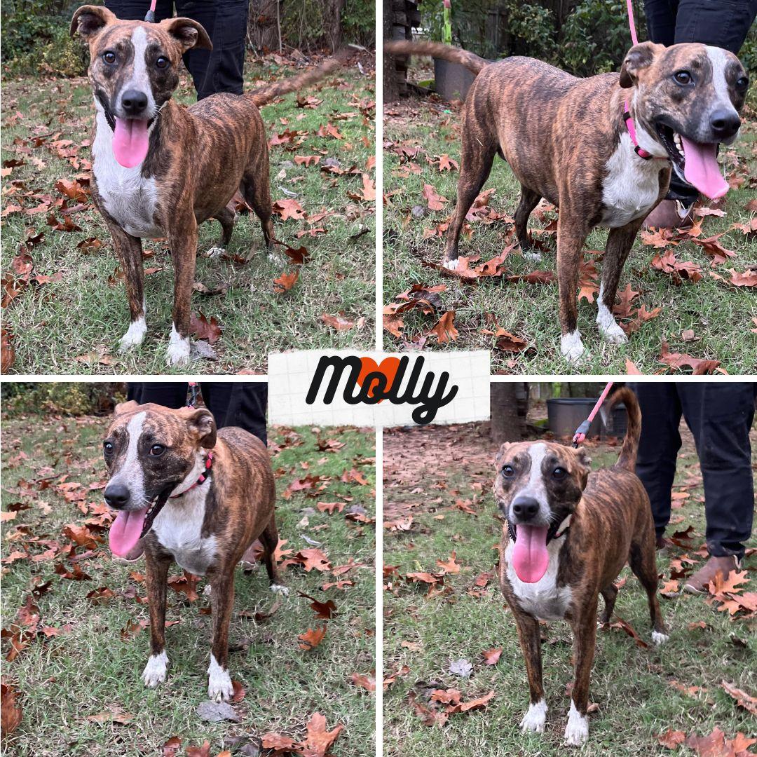 Dog for adoption - Molly, a Catahoula Leopard Dog & Labrador Retriever ...