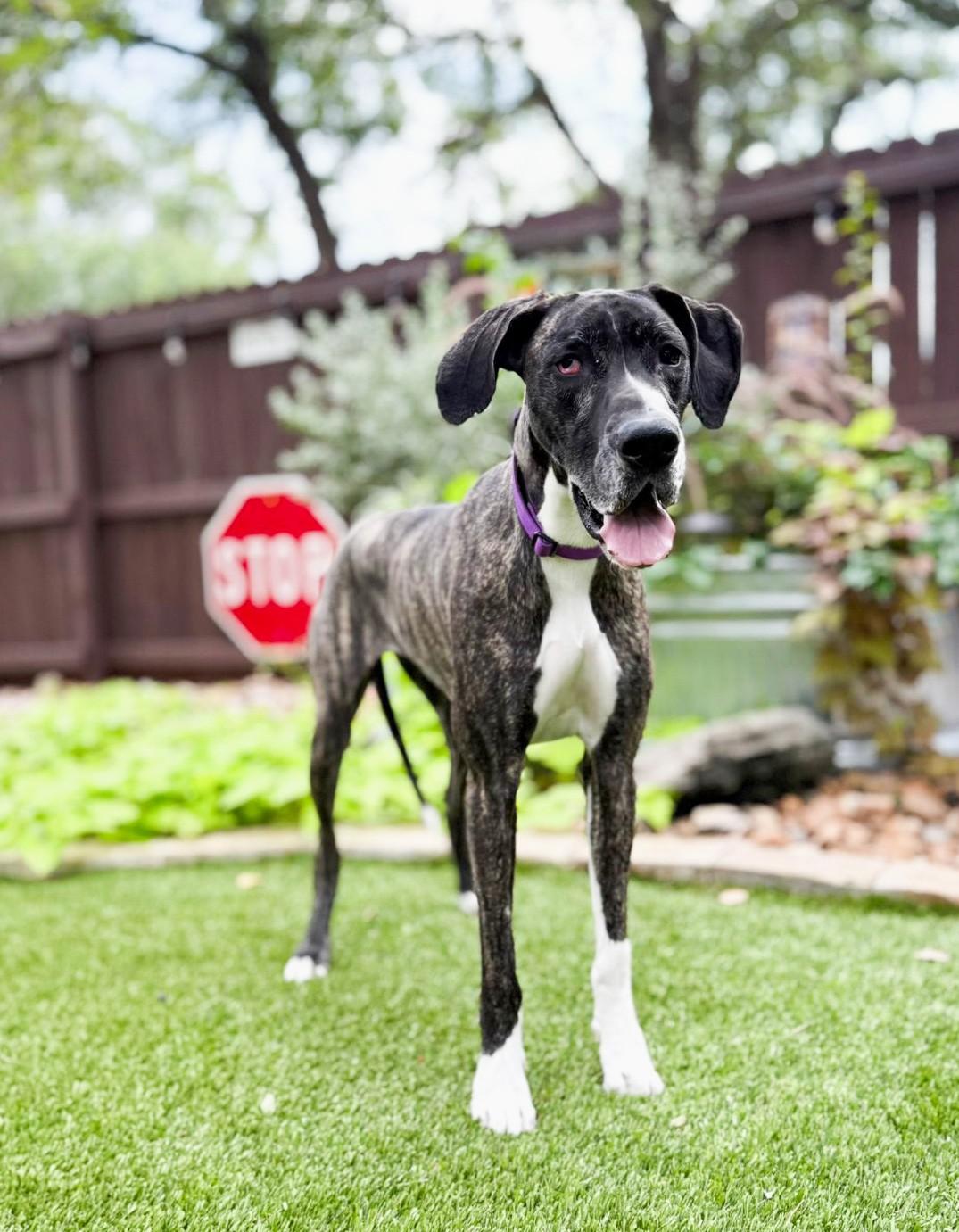 Dog for adoption - Dixie, a Great Dane in Southport, CT | Petfinder