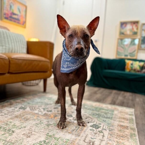 Dog for adoption - Fluffy Xo Xo hairless, hilarious, and all heart, a ...
