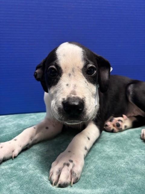 Dog for adoption - Soy Bean, a Border Collie Mix in Hawk Point, MO ...