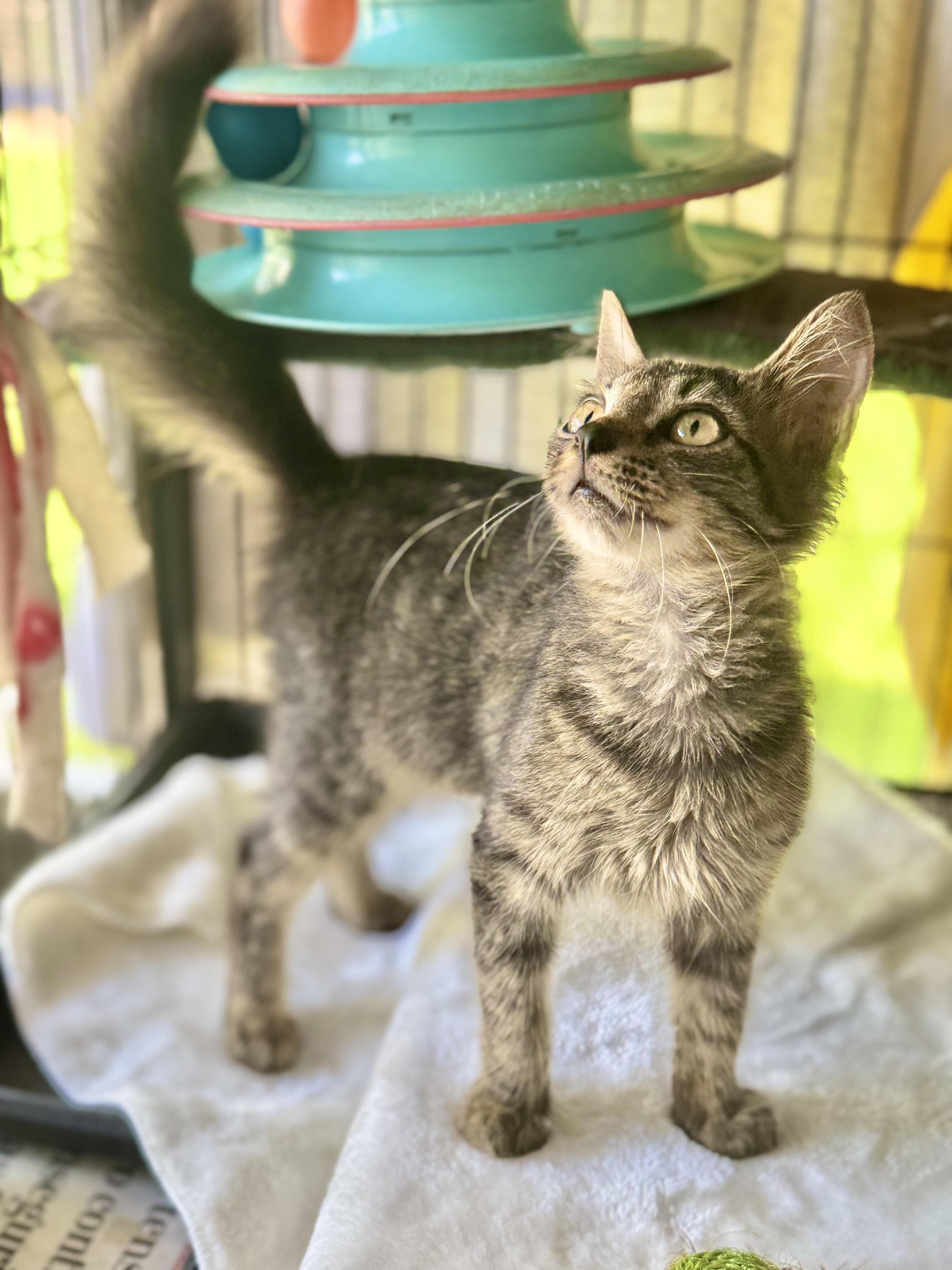 Cat for adoption - Jojo, a Tabby & Maine Coon Mix in Fitchburg, MA ...