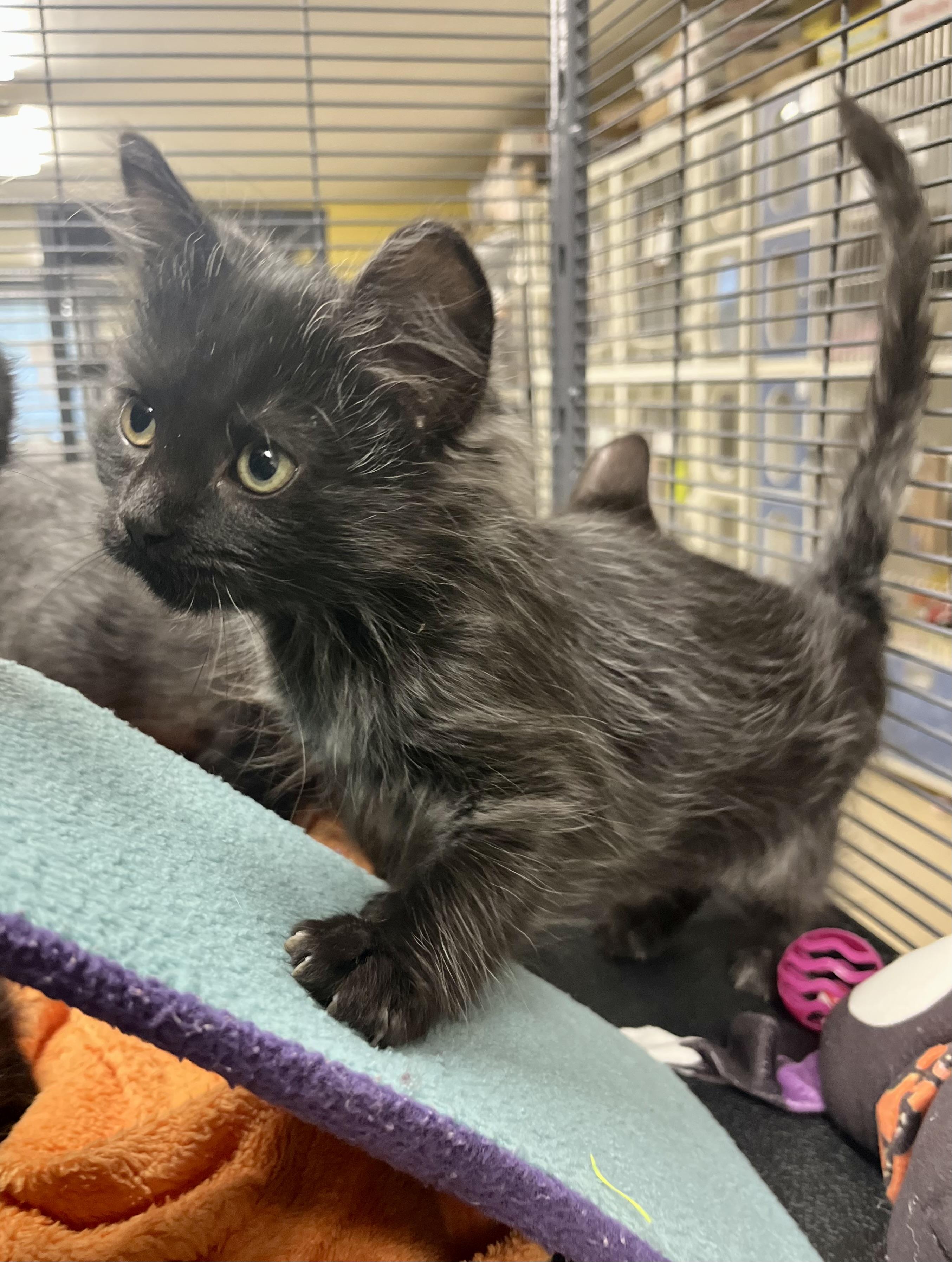 Cat for adoption - Cast Iron, a Domestic Medium Hair in Wooster, OH ...