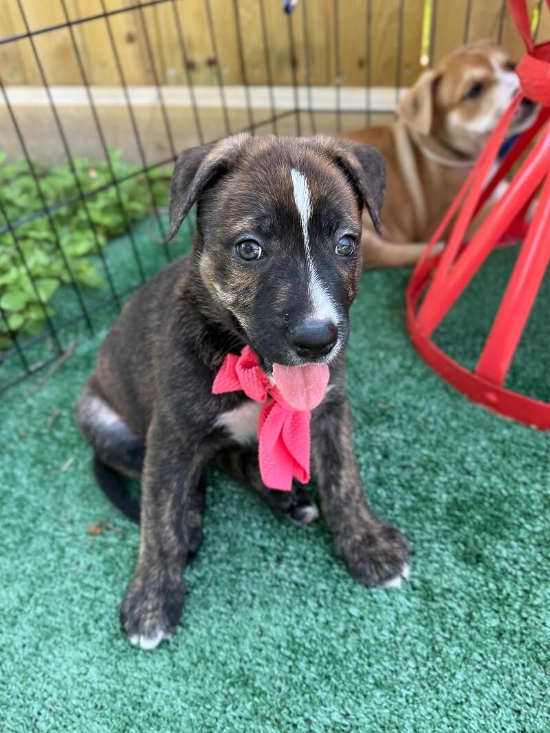 Dog for adoption - Sienna Classic, a German Shepherd Dog & Labrador Retriever Mix in ...