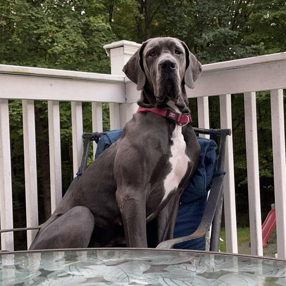 Dog for adoption - Remy, a Great Dane in Frederick , MD | Petfinder
