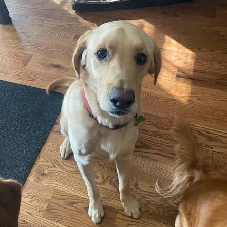 Dog for adoption - CHEERIO, a Labrador Retriever in Broken Arrow, OK ...