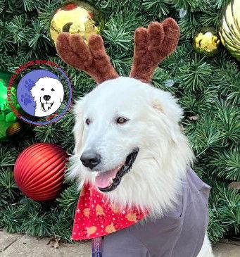 Dog for adoption - Jay-Jay, a Great Pyrenees in Bellevue, WA | Petfinder