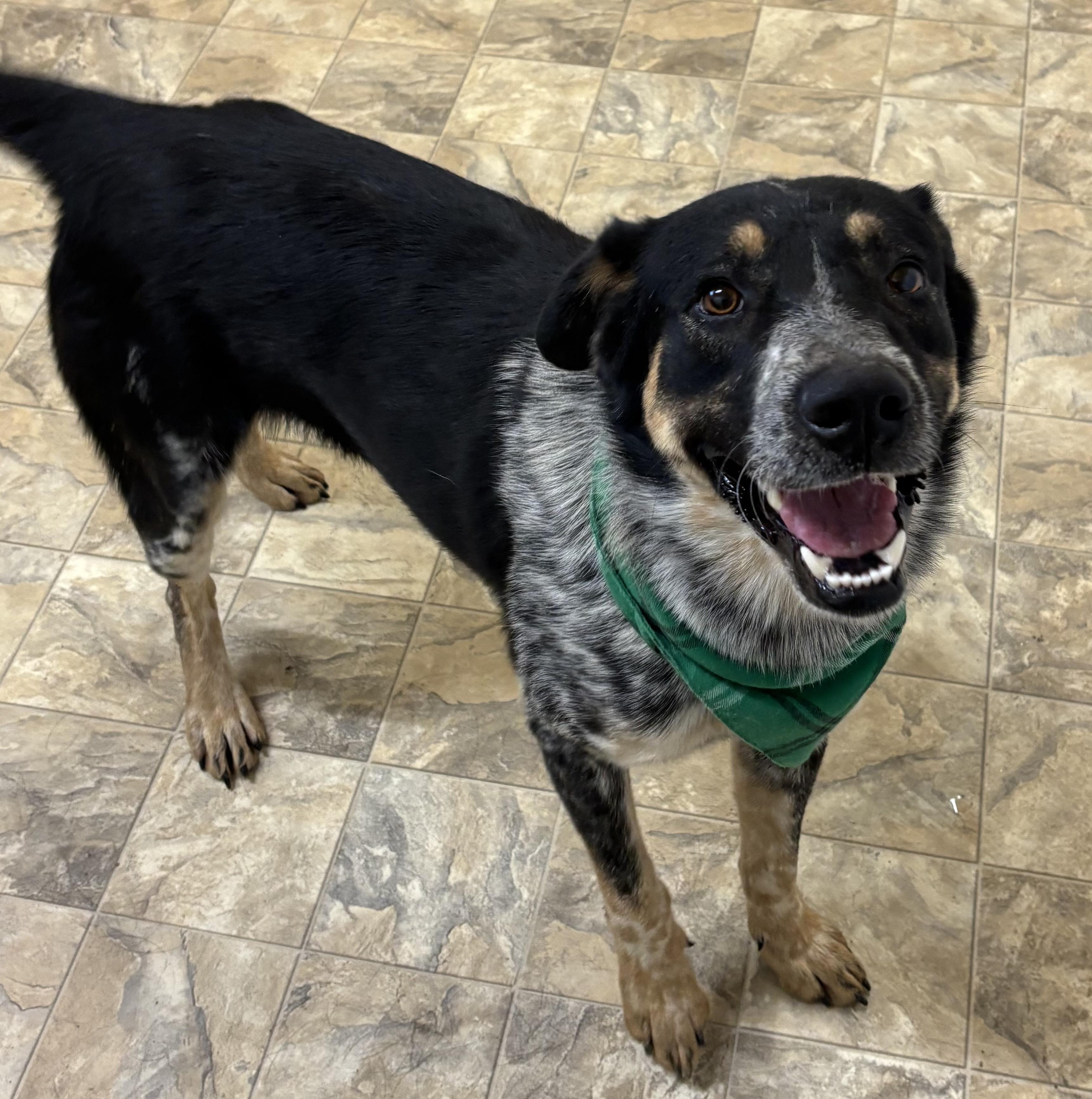Dog for adoption - Braxton, an Australian Cattle Dog / Blue Heeler Mix ...