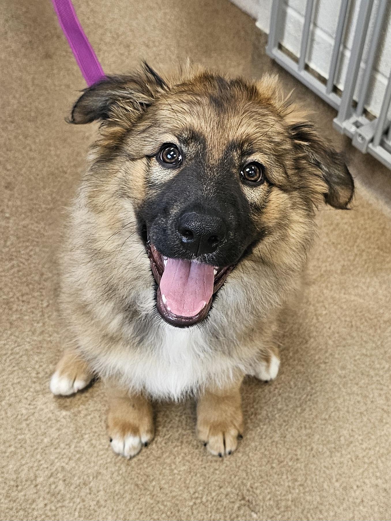 Dog for adoption - Fallon, a German Shepherd Dog Mix in Mount Juliet ...