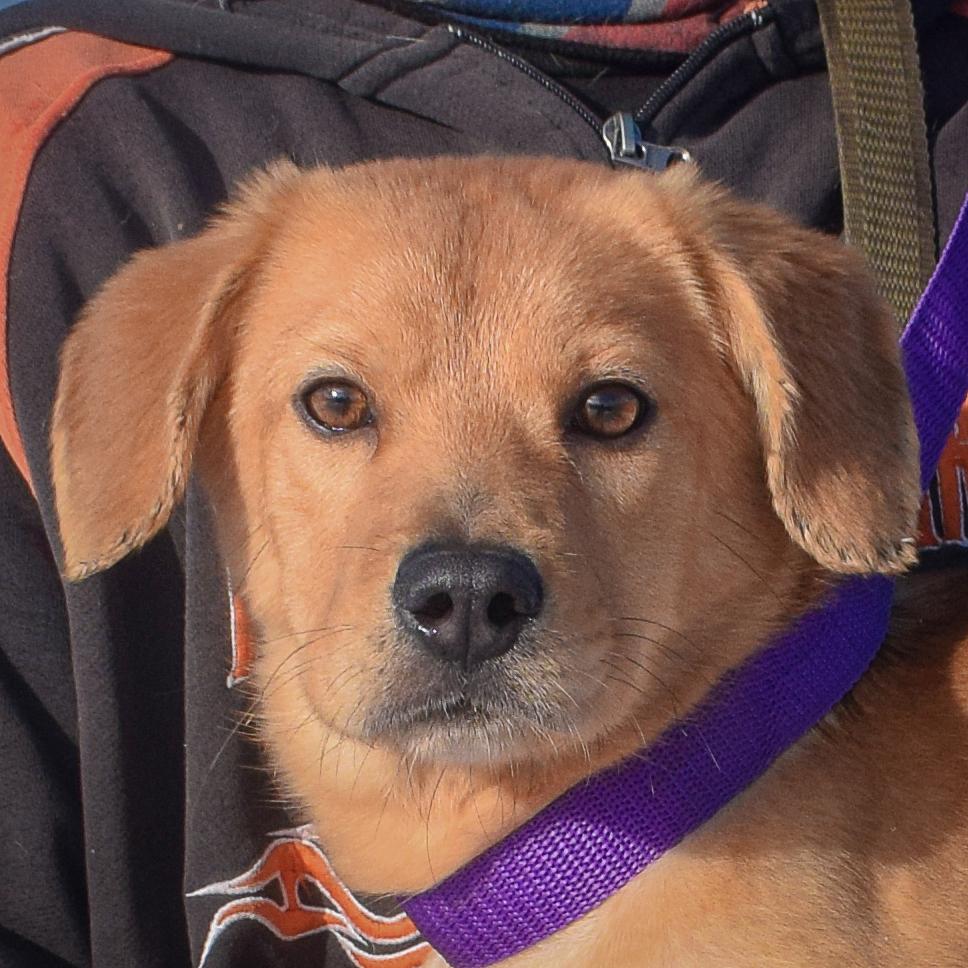 Dog for adoption - Churro, a Shetland Sheepdog / Sheltie & Yellow ...