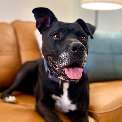 Dog for adoption - Neo Silly Sweet Kid Friendly Good Boy, a ...