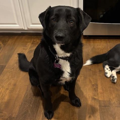 Dog for adoption - Music, a Black Labrador Retriever Mix in Springfield ...