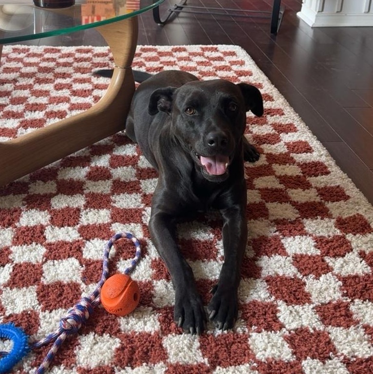 Dog for adoption - Nico, a Mixed Breed in Peterborough, ON | Petfinder