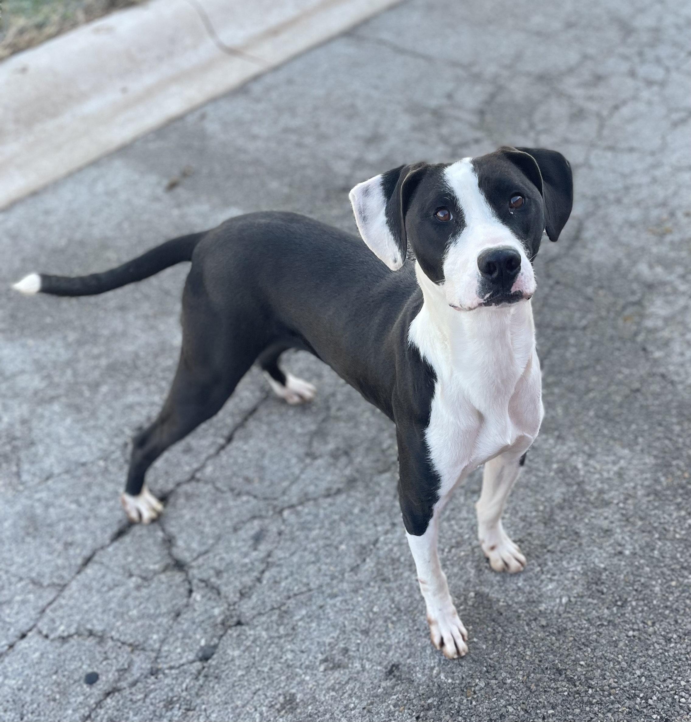 Dog for adoption - Frog ?, a Mixed Breed in Chickasha, OK | Petfinder