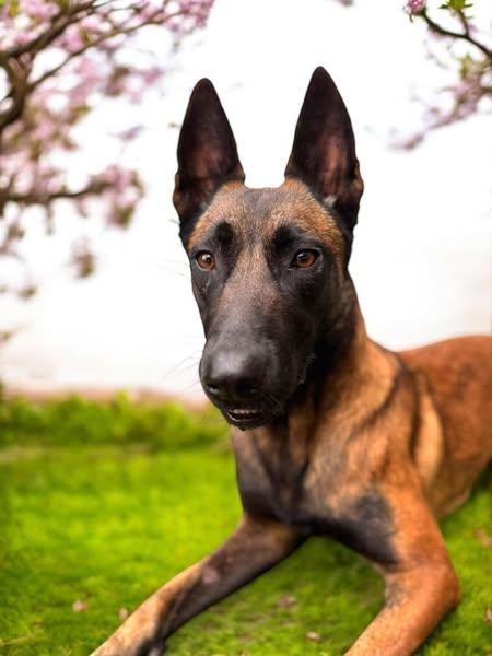 Dog for adoption - Pheonix, a Belgian Shepherd / Malinois in Bellingham ...