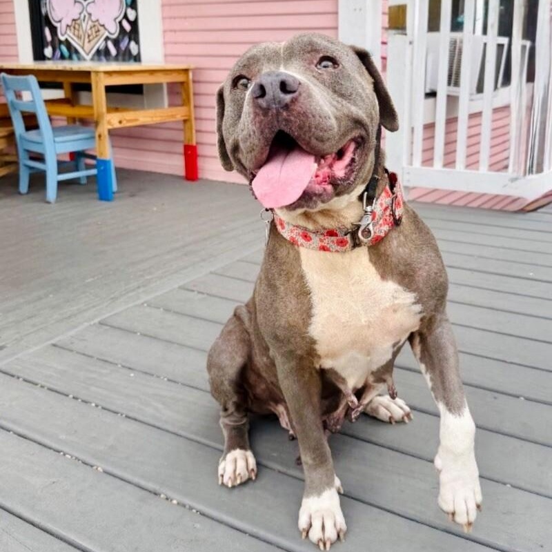 Dog for adoption - Keely with a shake and a smooch, an American Bulldog ...