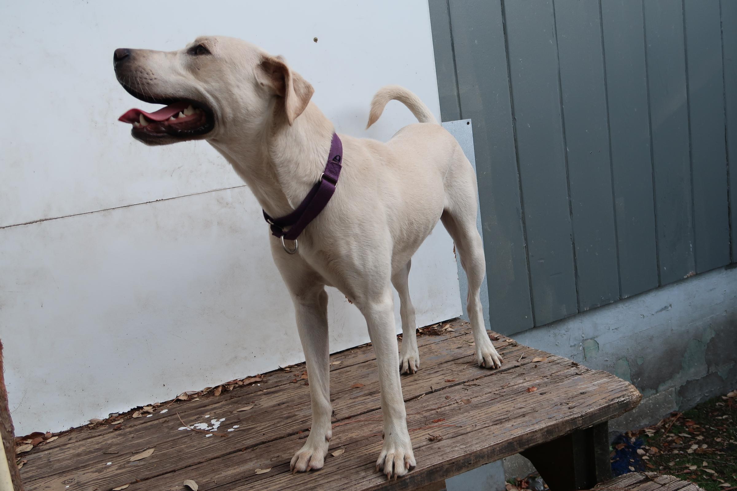 Dog for adoption - Blake! GREAT Family Dog!, a Yellow Labrador ...