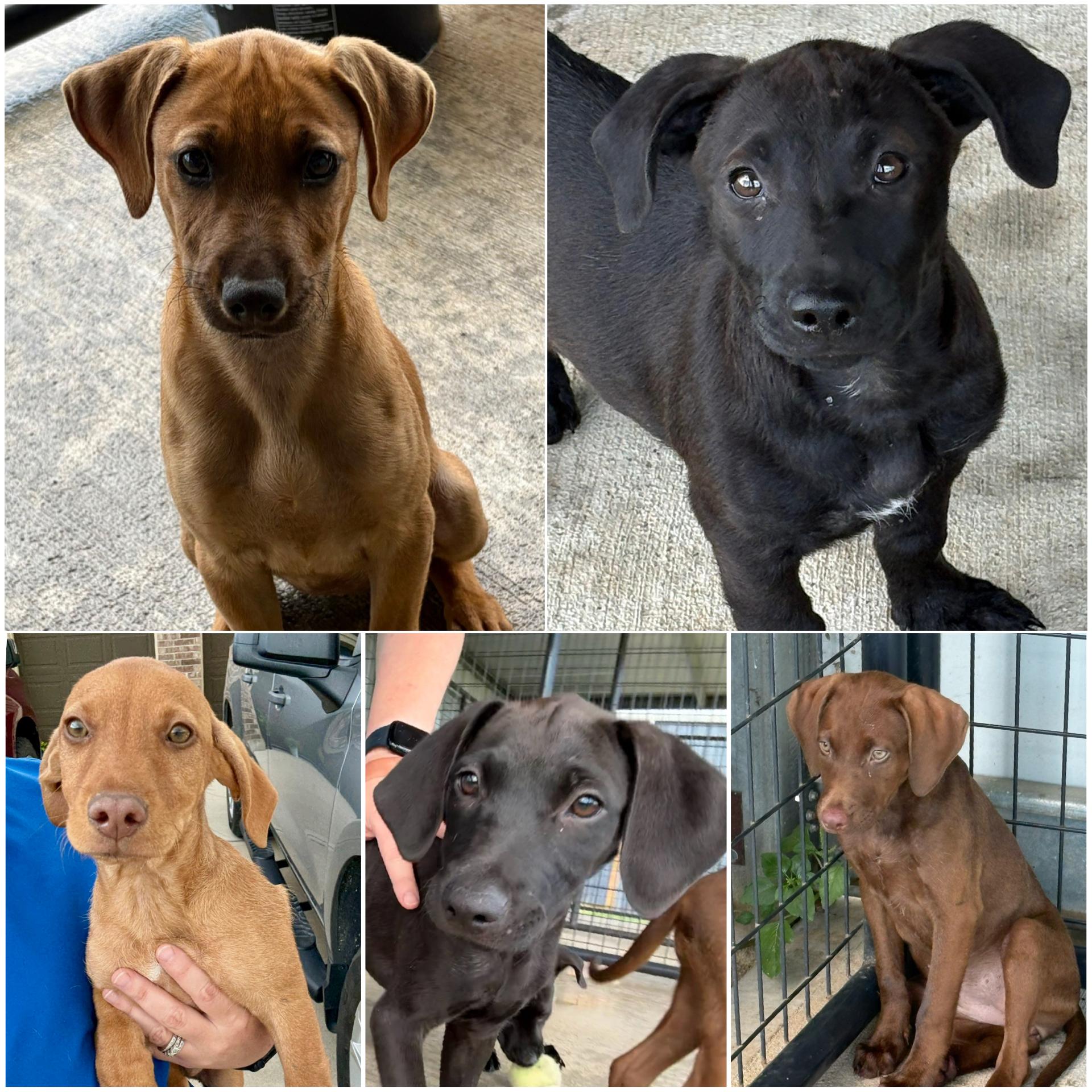 Dog for adoption - Puppies-Lab/Hounds, a Labrador Retriever & Hound Mix ...