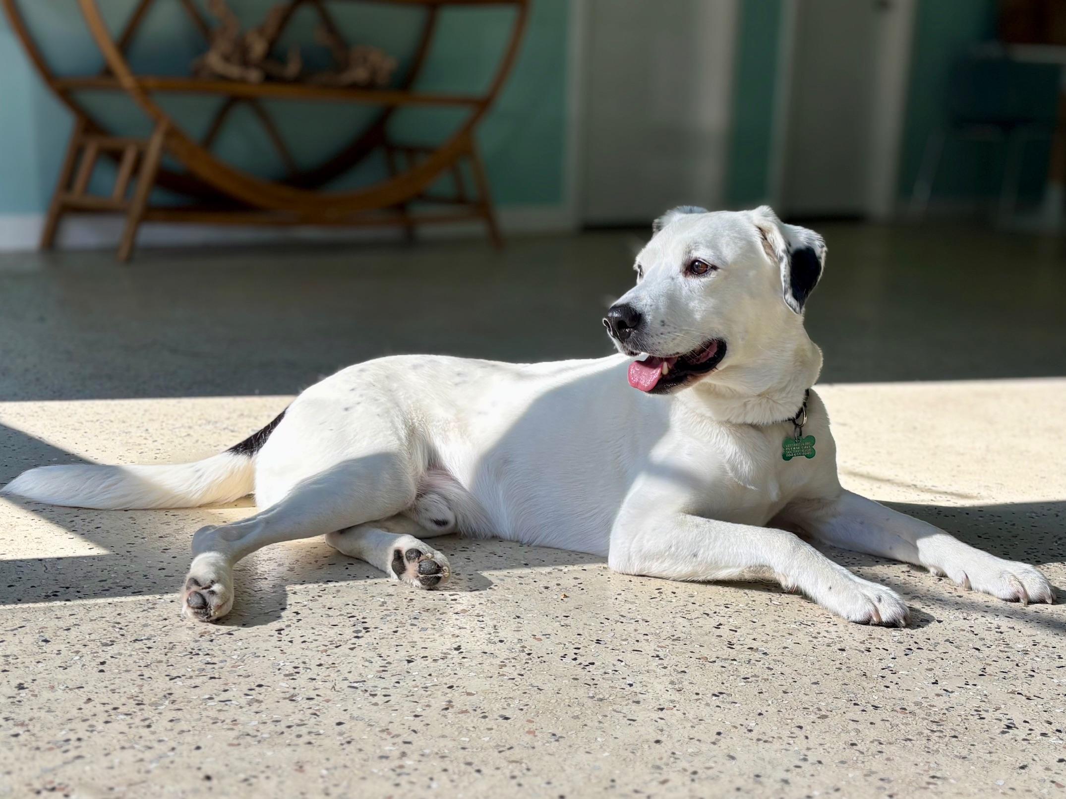 Dog for adoption - Vanilla Funk, a Pointer & Labrador Retriever Mix in ...