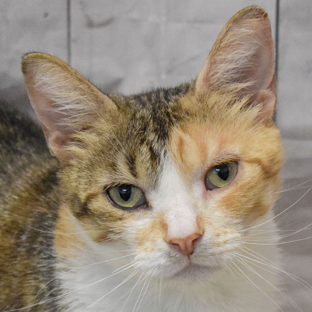 Cat for adoption - Jamie Lee Calico, a Calico & Domestic Short Hair Mix ...