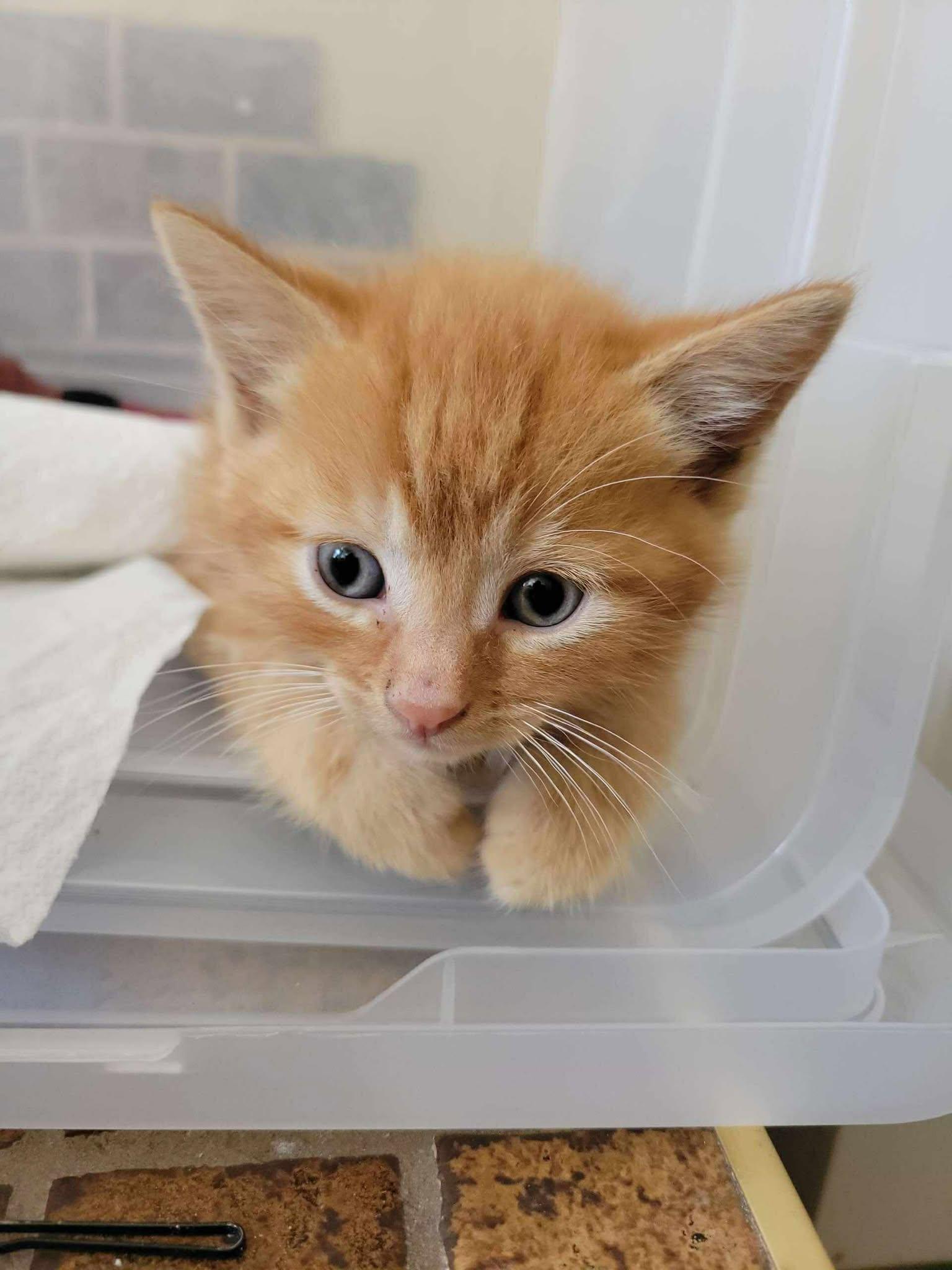 Cat for adoption - Beans, a Domestic Short Hair in Elgin, IL | Petfinder