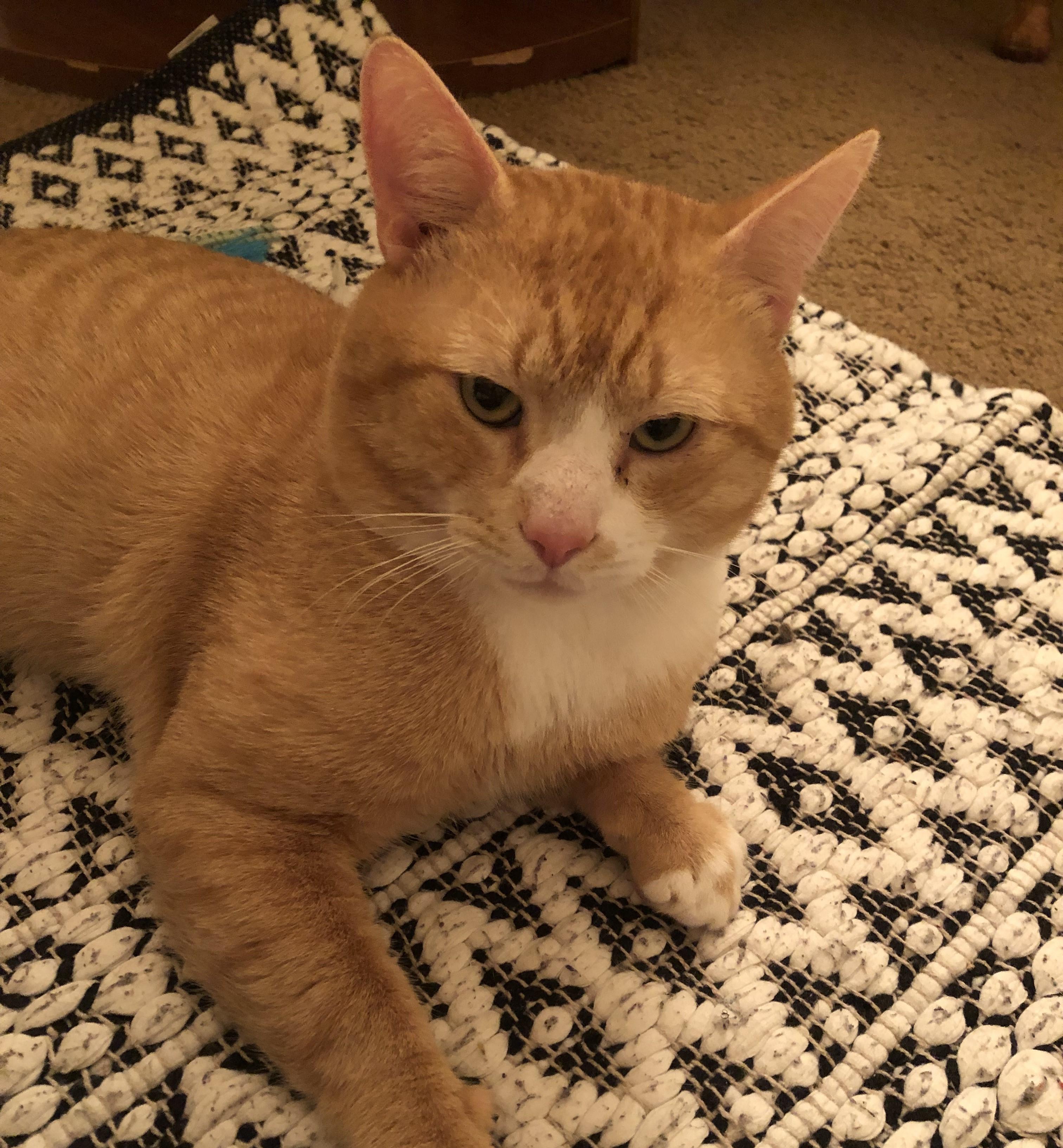 Cat for adoption - Jesse James-Still Wanted!, a Domestic Short Hair in Laurel, MD | Petfinder