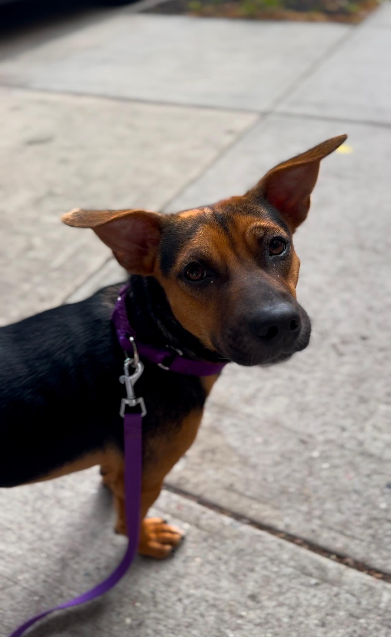 Dog for adoption - Penelope, a Chihuahua Mix in King of Prussia, PA ...