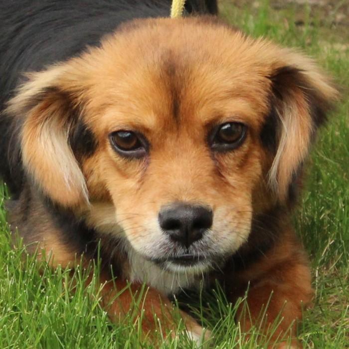 Dog for adoption - Loomis, a Cavalier King Charles Spaniel Mix in Eaton ...