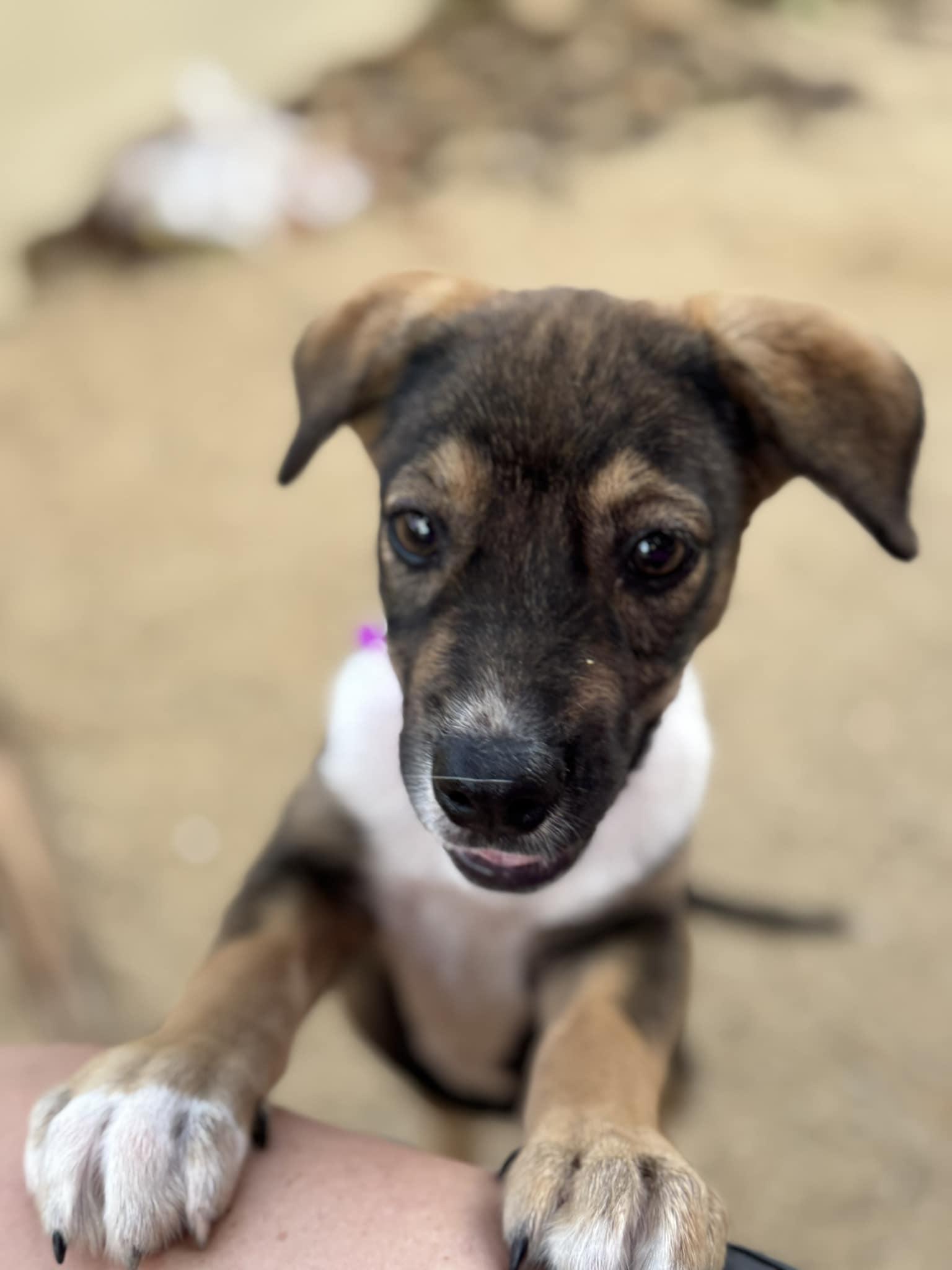 Dog for adoption - Aruban Rogue, a Mixed Breed in Elgin, IL | Petfinder