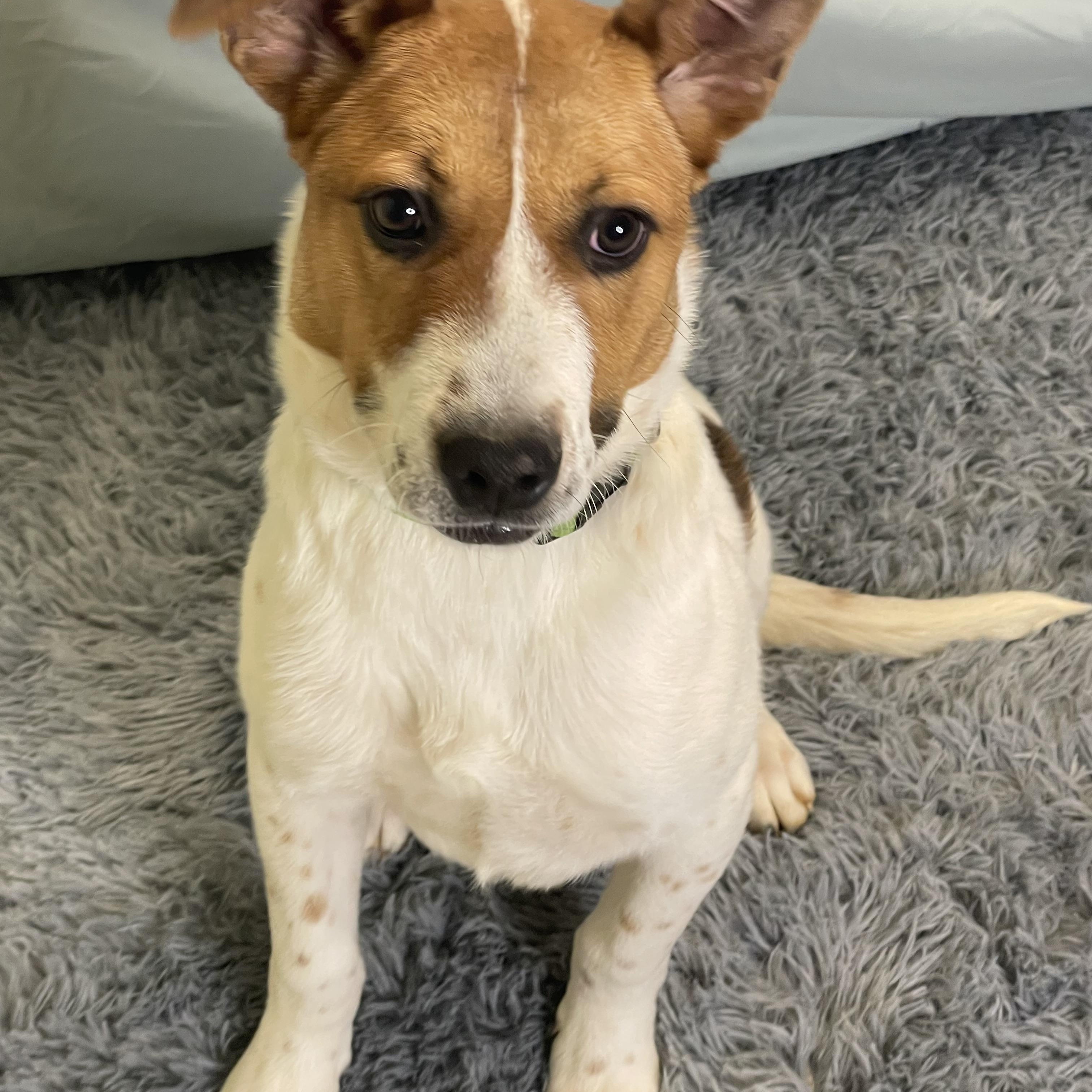 Dog for adoption - Dargo (in foster), a Mixed Breed in Lacon, IL ...