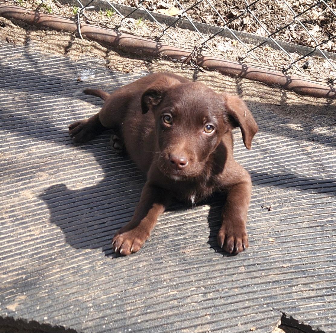 Dog for adoption - Paul, a Chihuahua & Goldendoodle Mix in Liberty ...