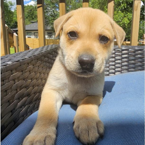 Dog for adoption - Mason, a German Shepherd Dog Mix in Cincinnati, OH ...