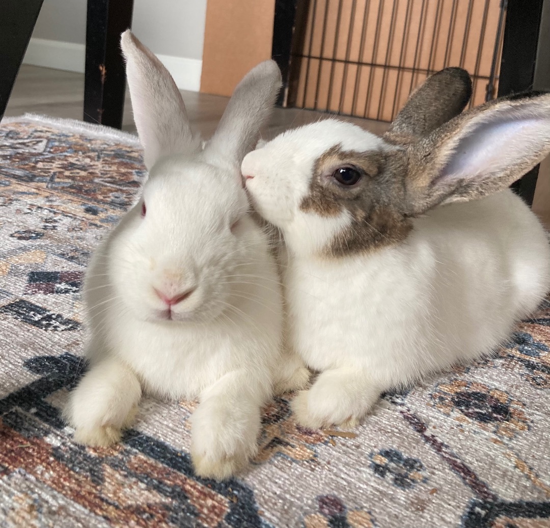 Rabbit for adoption - Wilma, a Bunny Rabbit Mix in San Jose, CA | Petfinder
