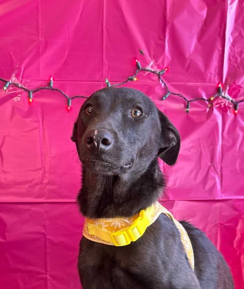Dog for adoption - Keeta, a Black Labrador Retriever & Shepherd Mix in Long Beach, CA | Petfinder