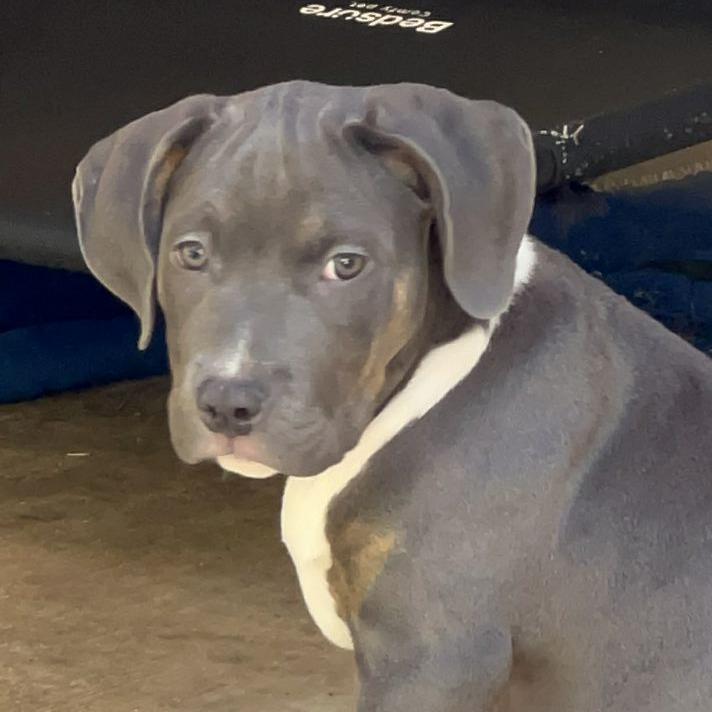 Dog for adoption - Lina SSP, a Pit Bull Terrier in Renton, WA | Petfinder