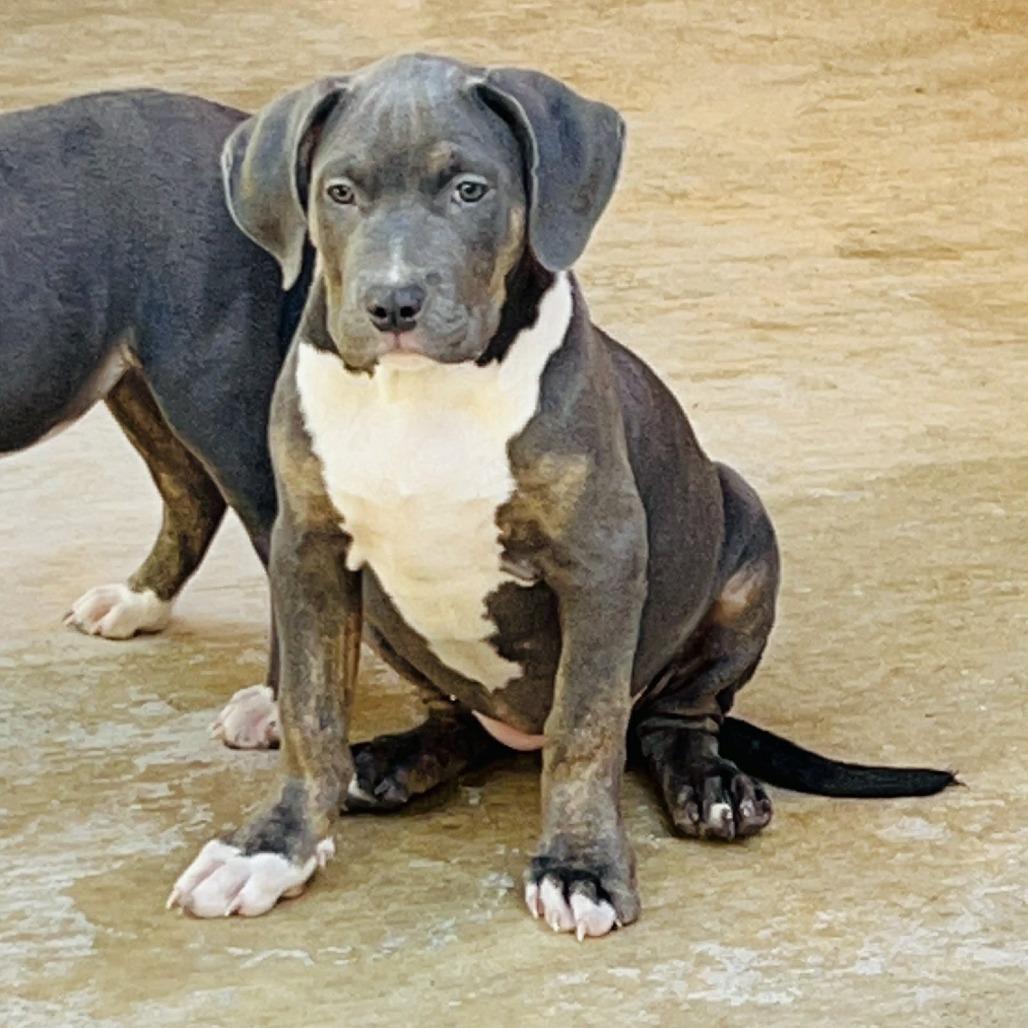 Dog for adoption - Lina SSP, a Pit Bull Terrier in Renton, WA | Petfinder