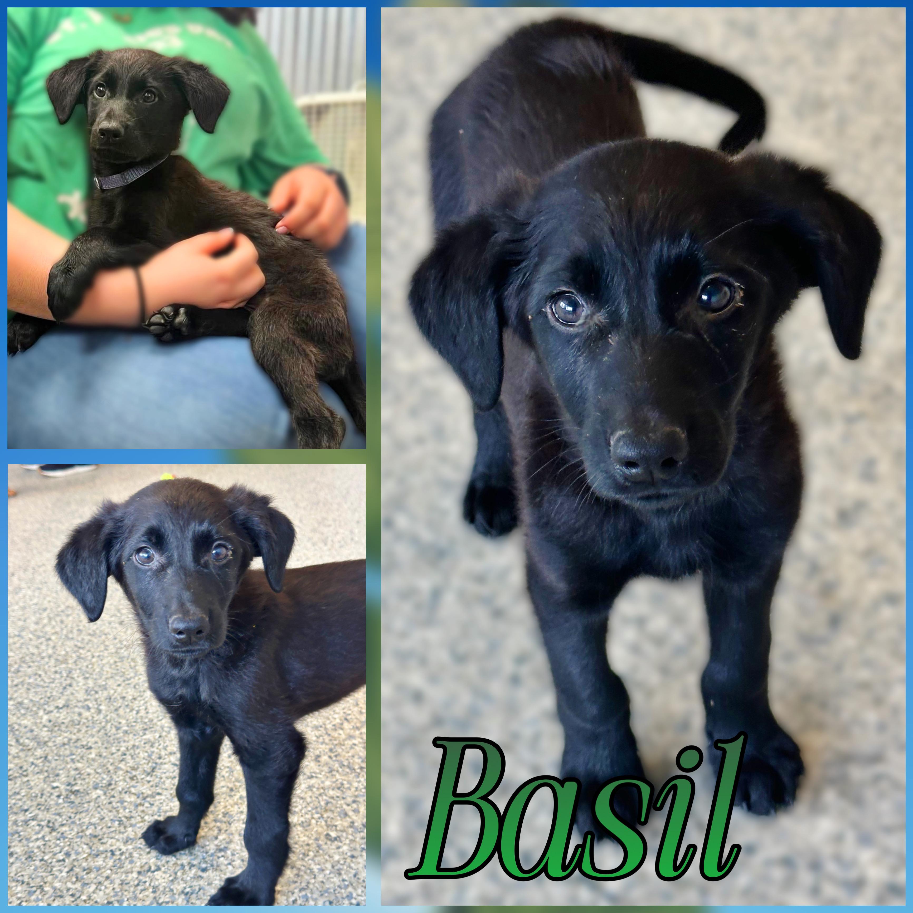 Dog for adoption - Basil, a Black Labrador Retriever Mix in Hatfield ...
