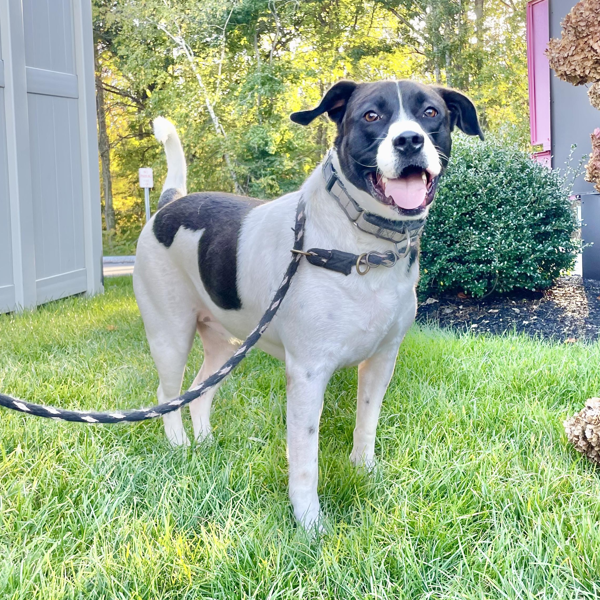Dog for adoption - Oreo, a Pointer & Collie Mix in Toms River, NJ ...