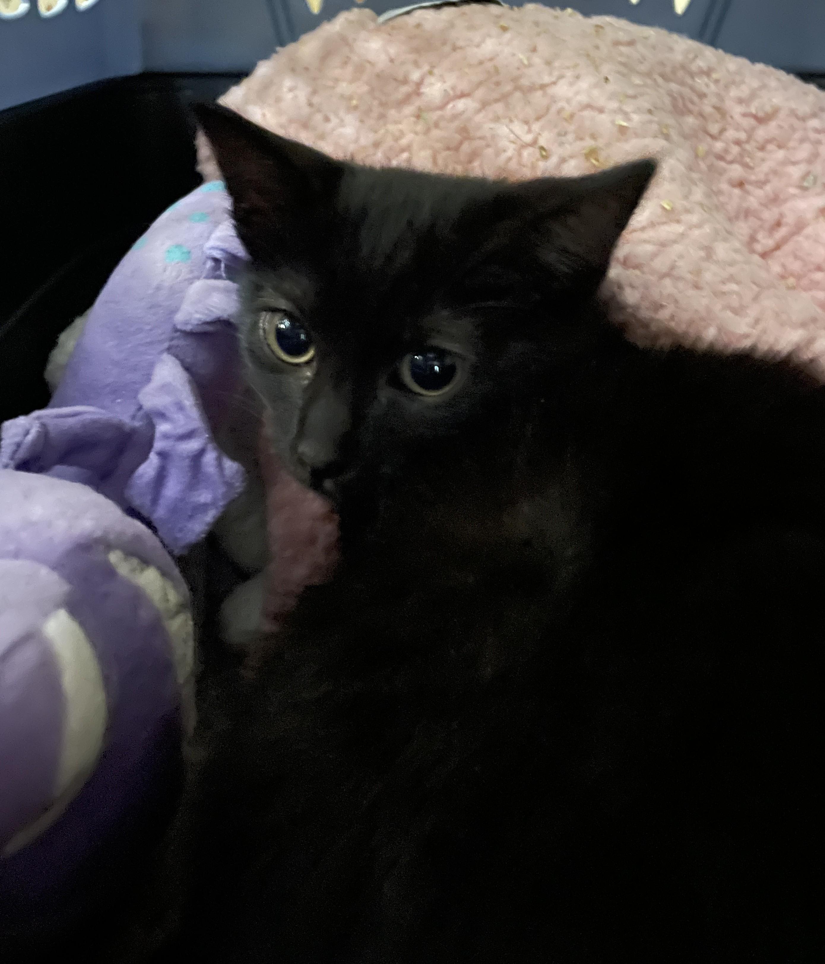 Cat for adoption - Stitch, a Domestic Short Hair in Columbia, SC ...