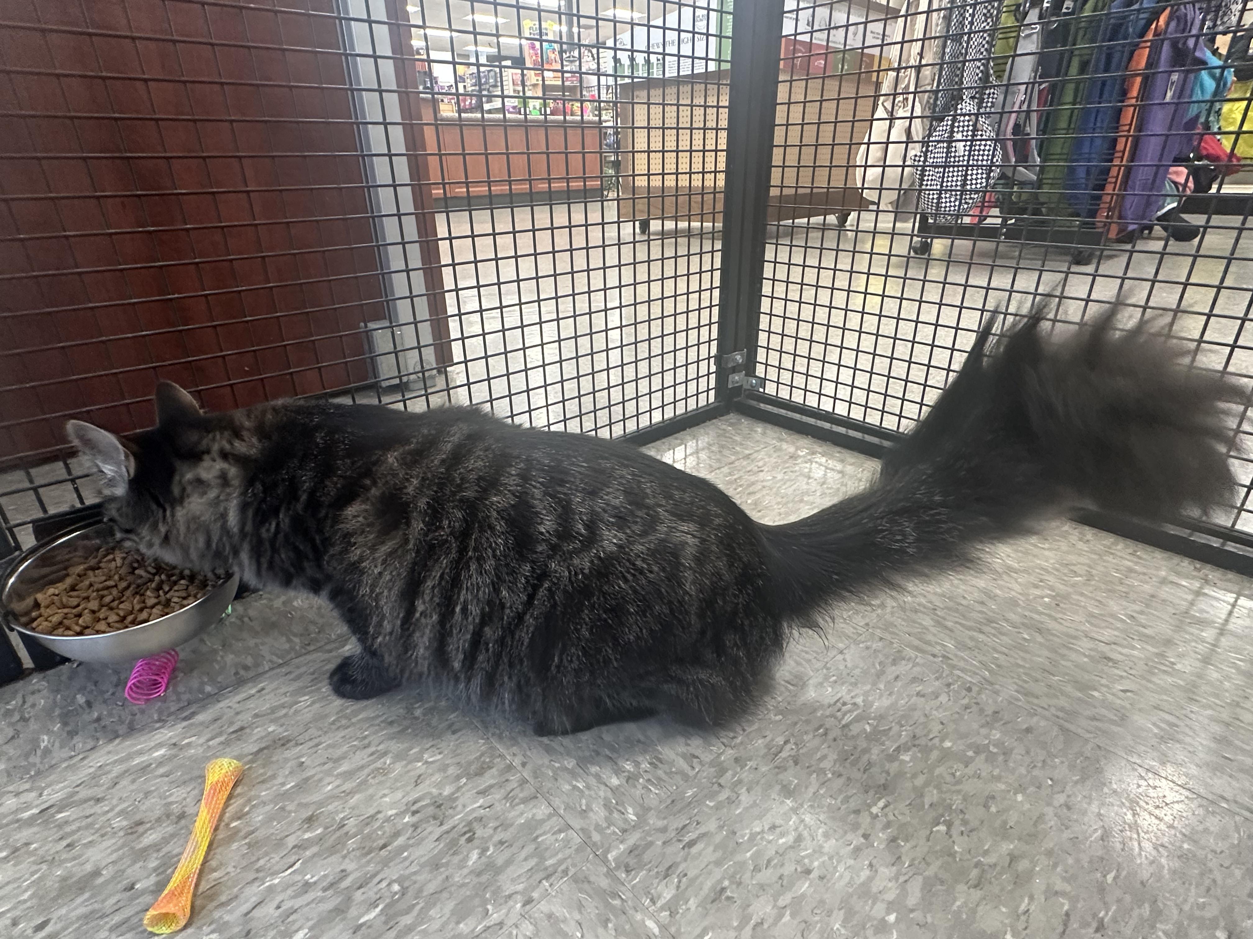 Mage - Adoptable Pet | Petfinder | Petfinder