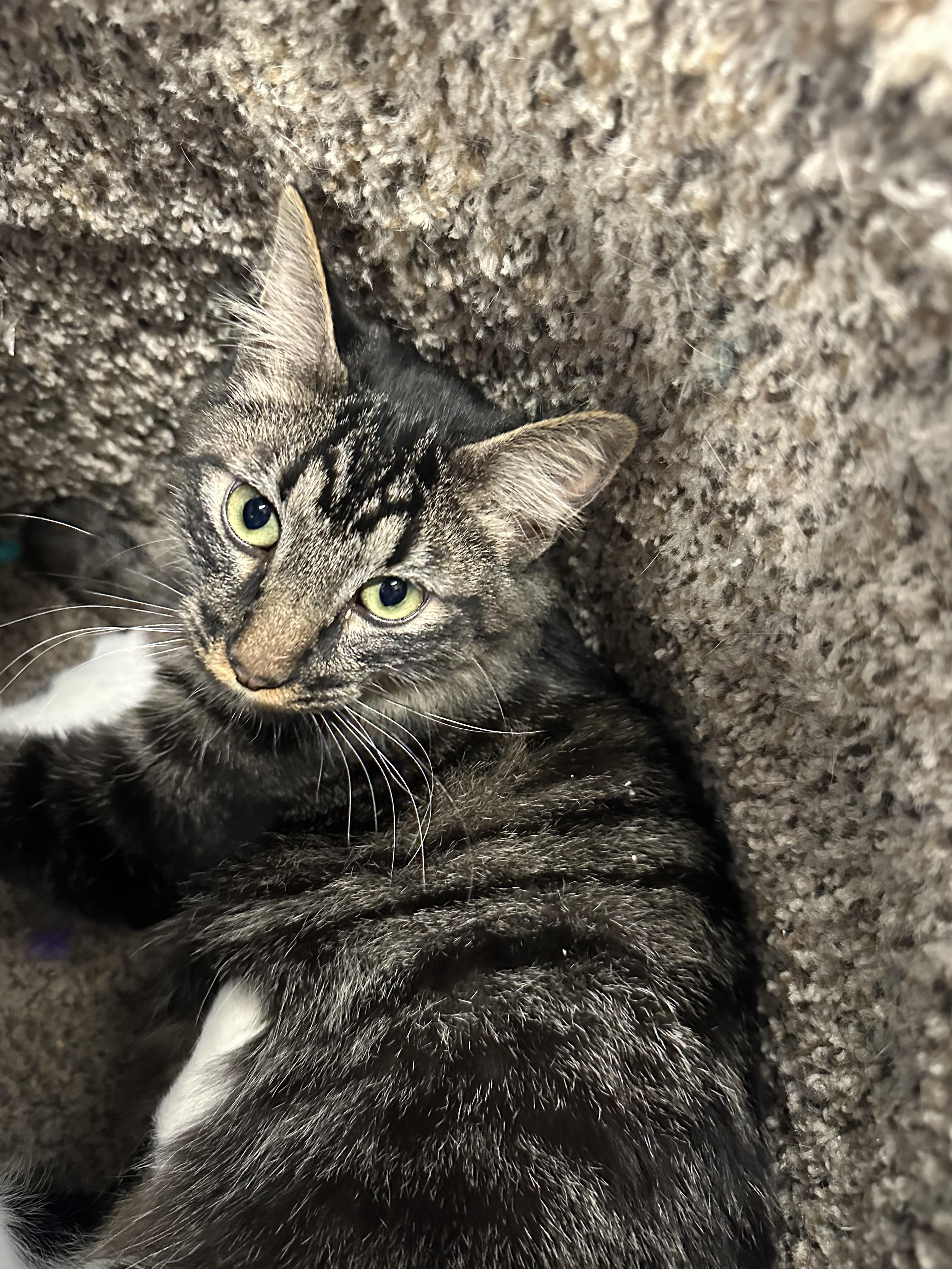 Mage - Adoptable Pet | Petfinder | Petfinder